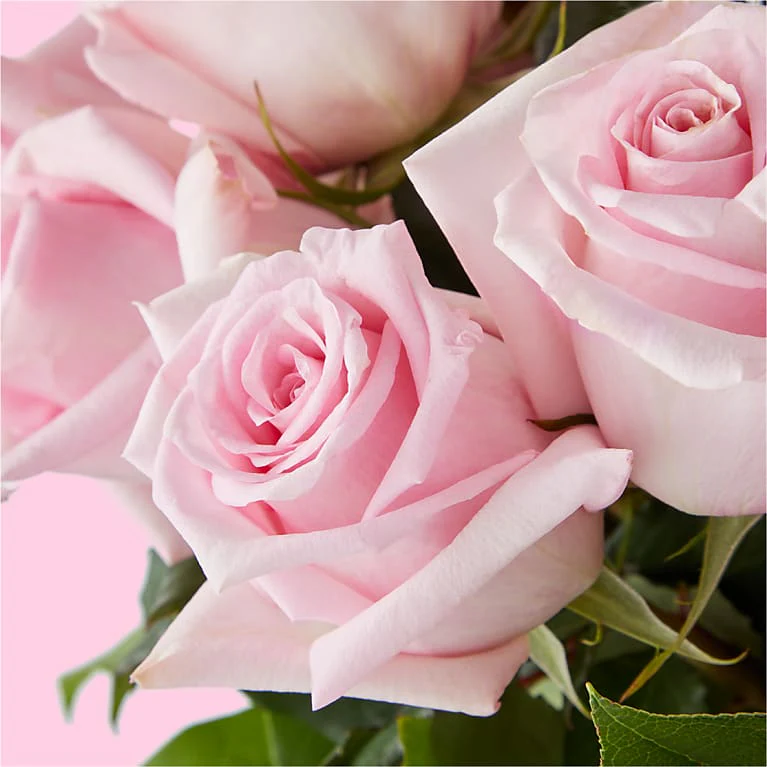 Blush Elegance Bouquet – Soft Pink Roses - Zahra Al Doula